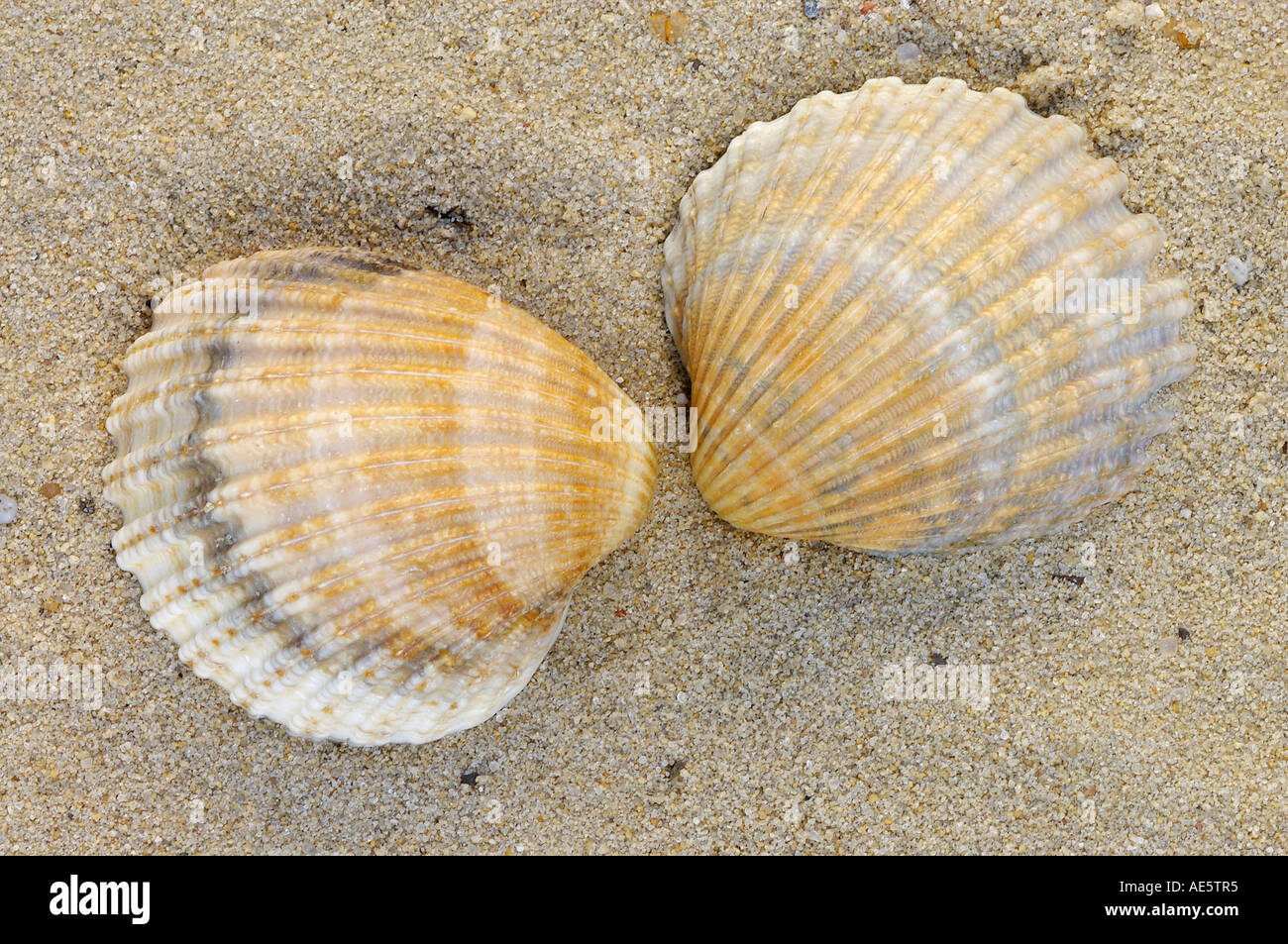 Common European Cockle shells (Cerastoderma edule, Cardium edule Stock ...