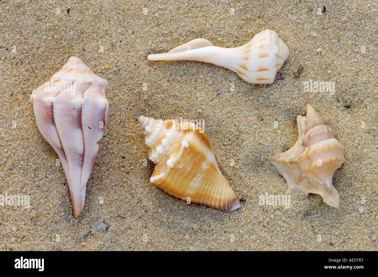 Ocean Snails, Shells Stock Photo - Alamy