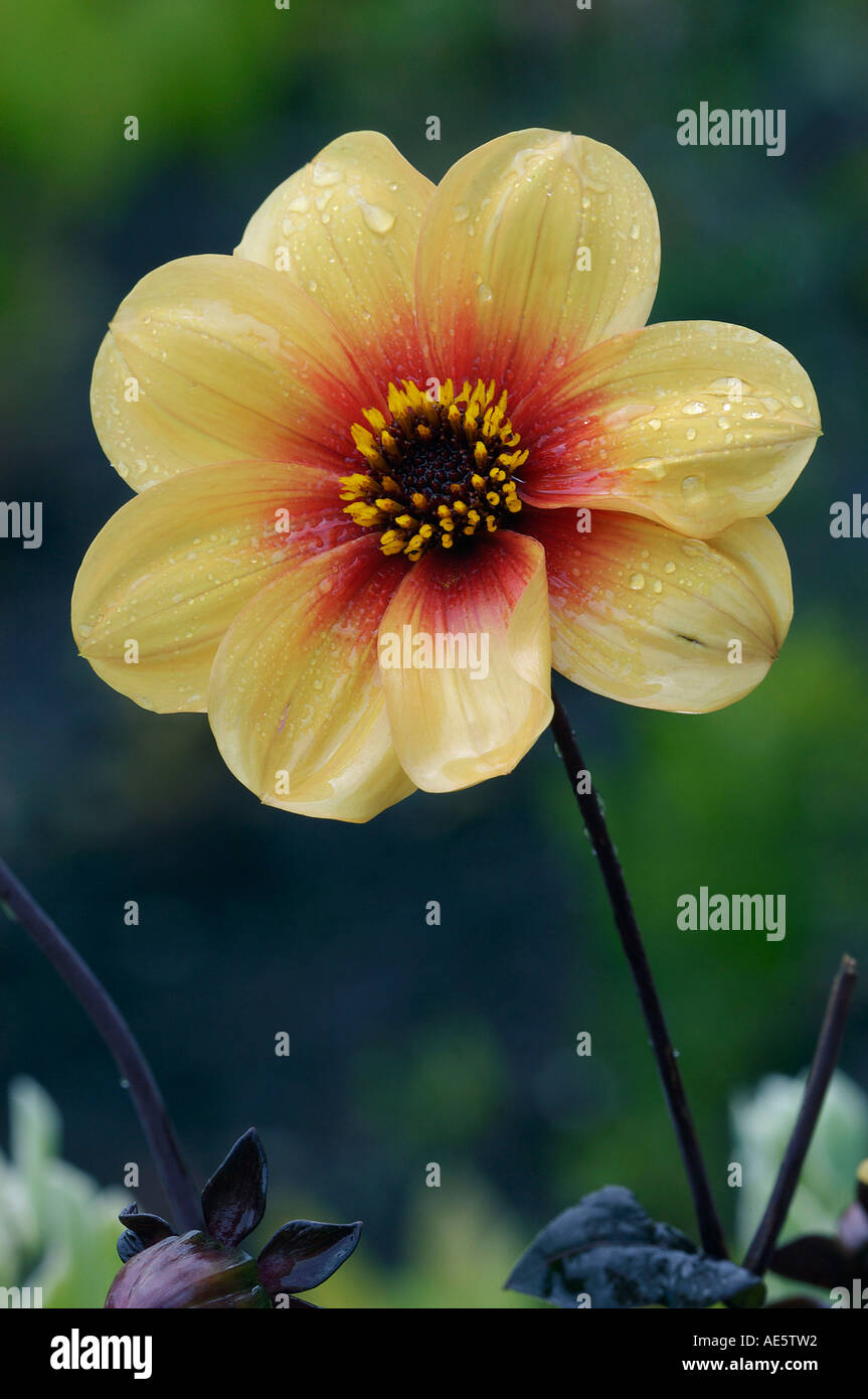 Dahlia (Dahlia hybrida Stock Photo - Alamy