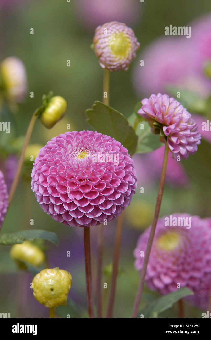 Dahlia (Dahlia hybrida Stock Photo - Alamy
