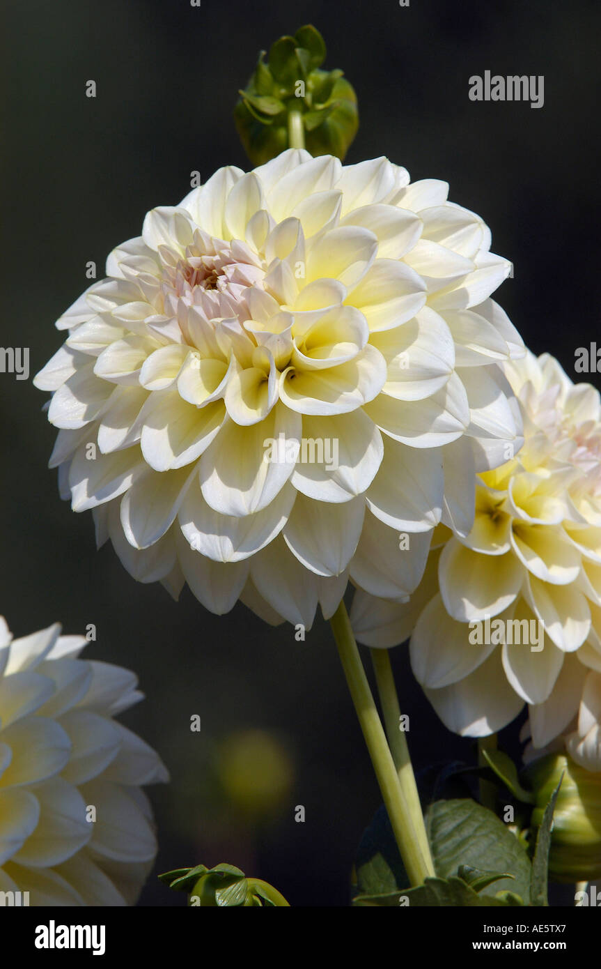 Dahlia (Dahlia hybrida Stock Photo - Alamy