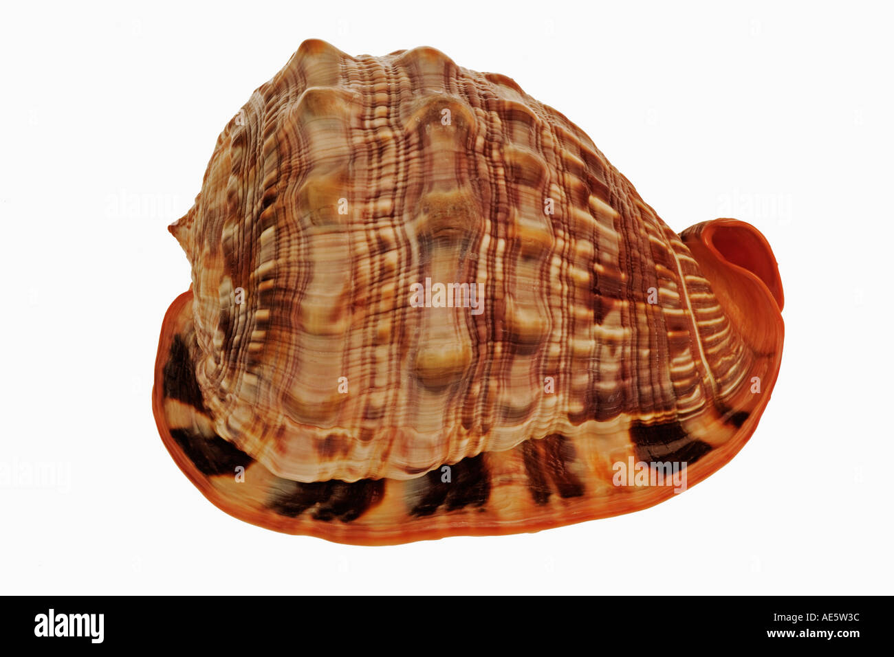 Bull mouth Helmet Cypraecassis rufa Indian and Pacific ocean Stock ...