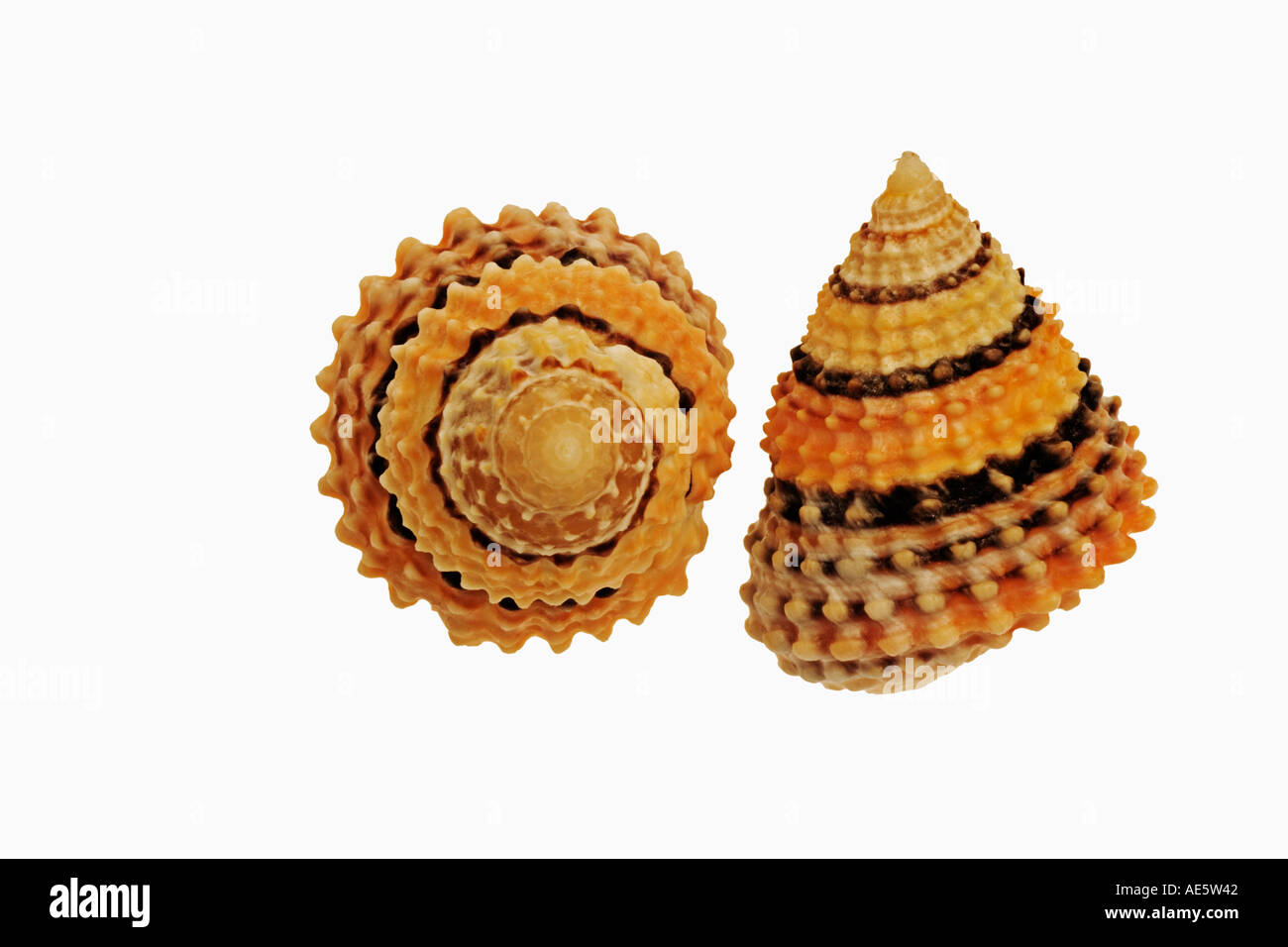 Prickly shell Cut Out Stock Images & Pictures - Alamy