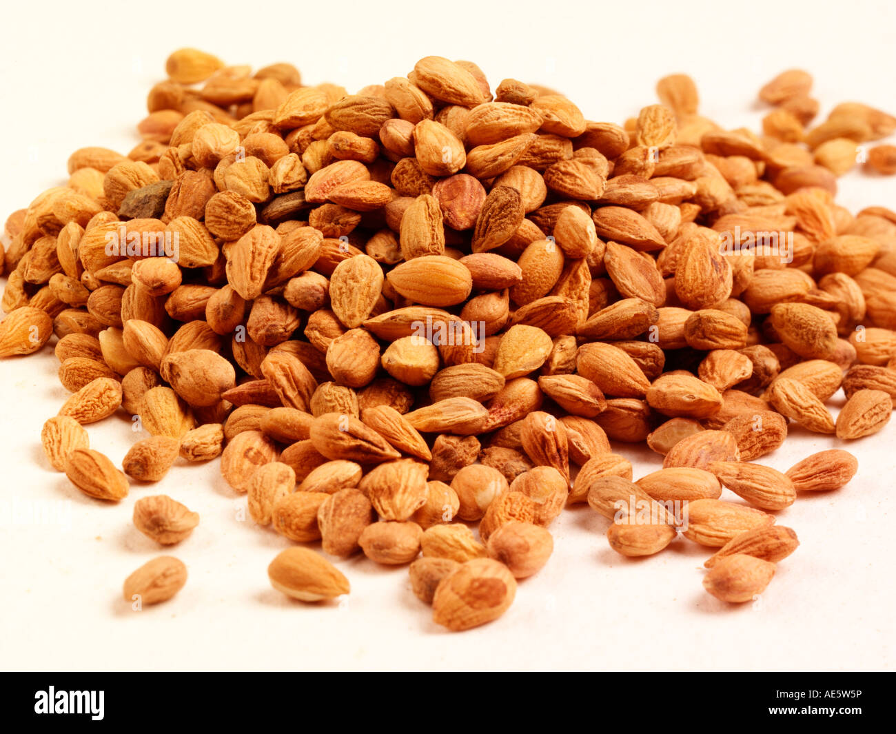 MAHLEP SEEDS Stock Photo - Alamy
