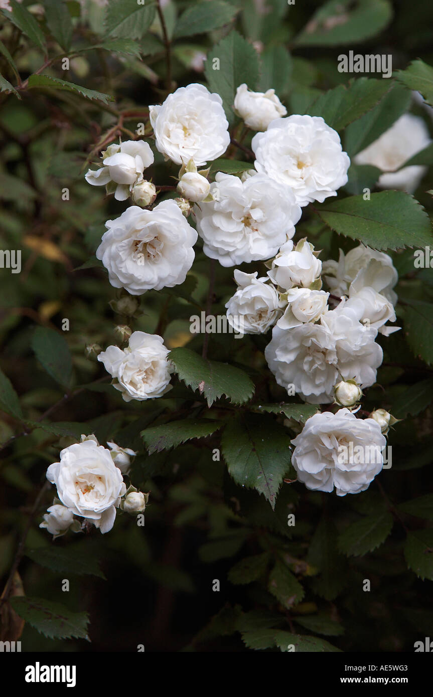 Rose rosa spec rose garden hi-res stock photography and images - Alamy