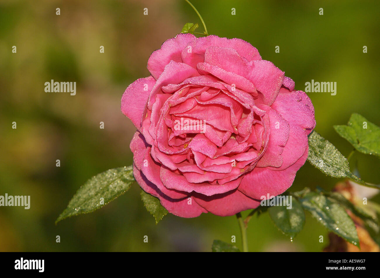 Rose blossom (Rosa spec Stock Photo - Alamy