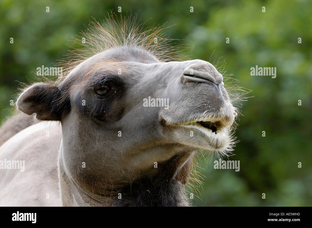 Two humped camel hi-res stock photography and images - Alamy