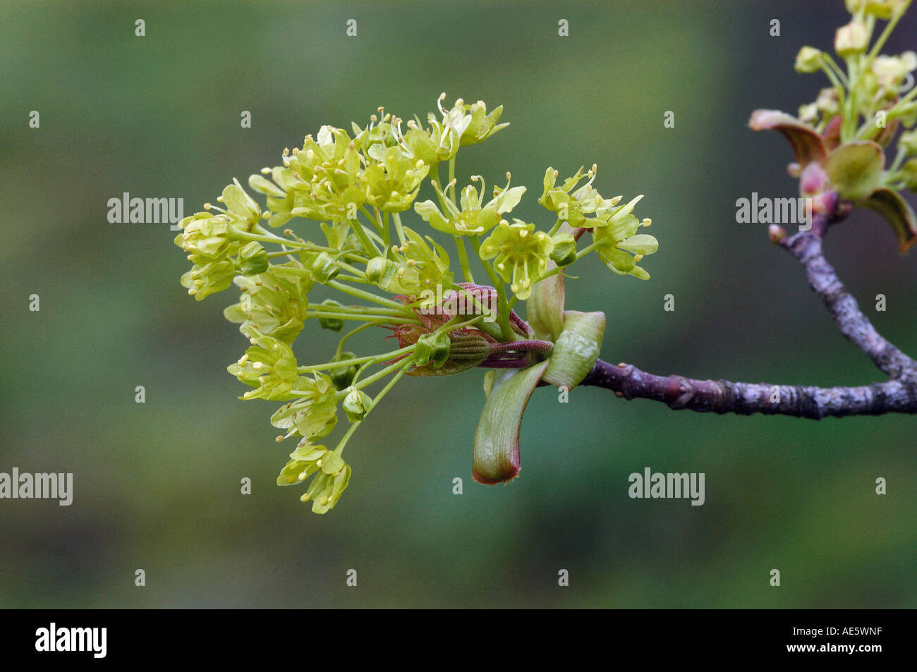 Norway Maple blossom, North Rhine-Westphalia, Germany (Acer platanoides ...