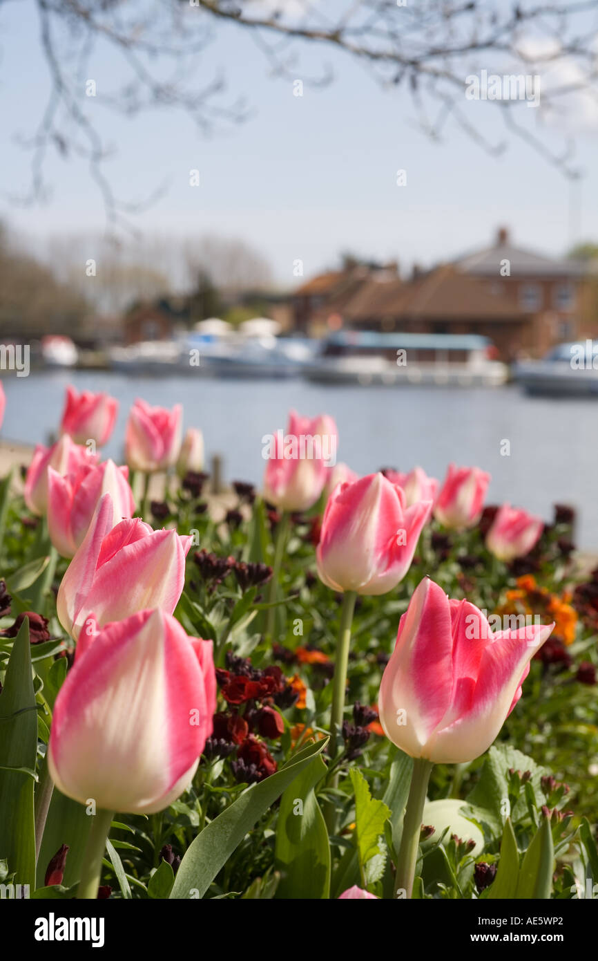 Beccles quay hi-res stock photography and images - Alamy
