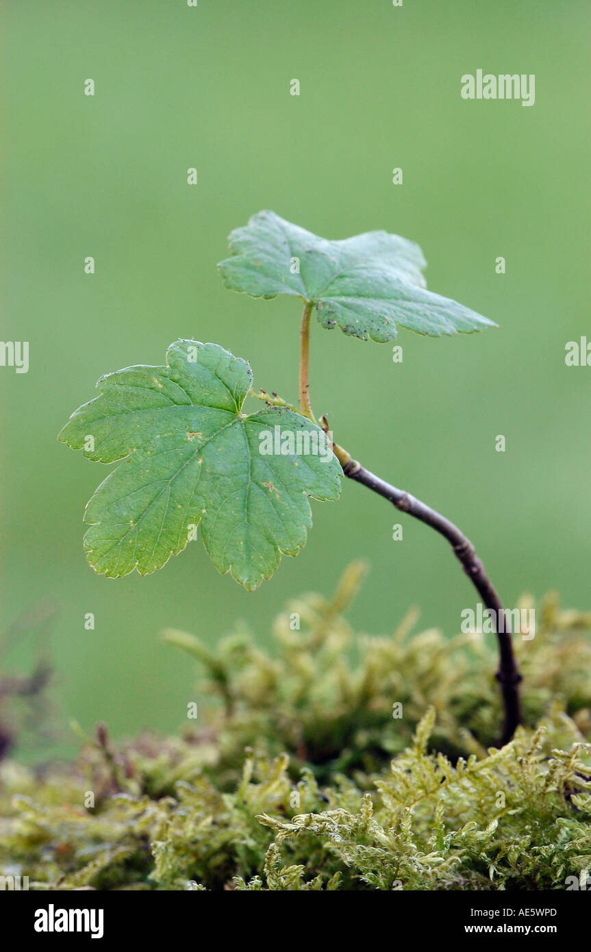 Sycamore tree seedling hi-res stock photography and images - Alamy