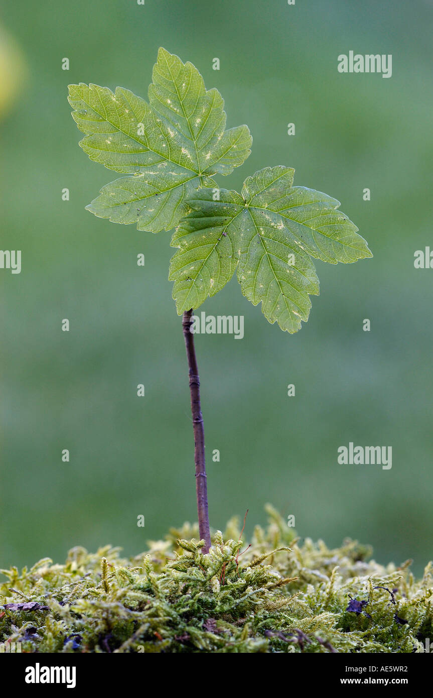 Sycamore seedling hi-res stock photography and images - Alamy