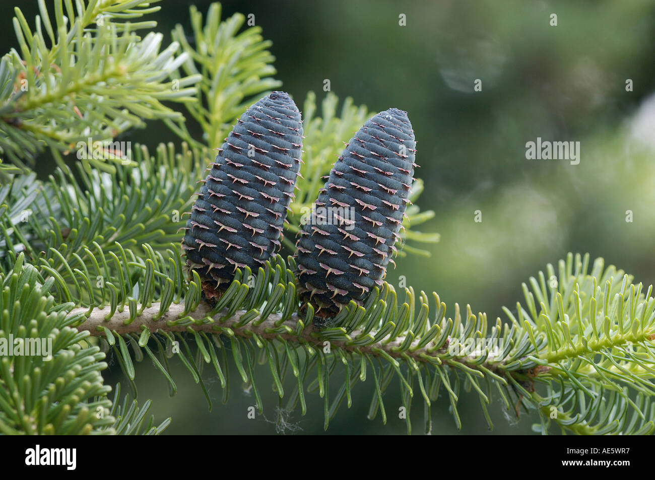 Cones korean fir hi-res stock photography and images - Alamy
