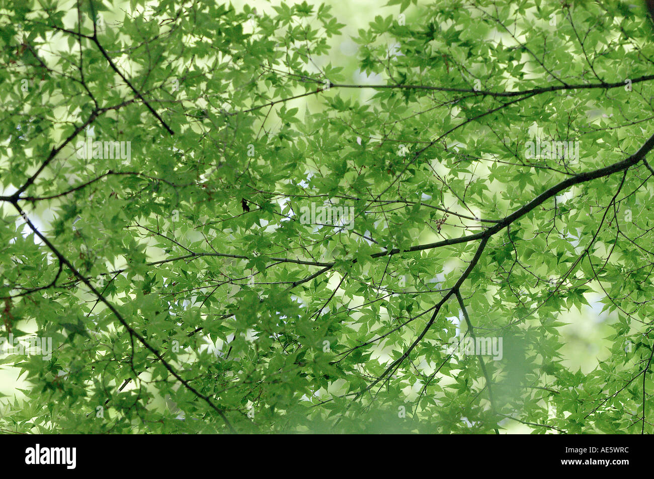 Japanese Maple in spring (Acer palmatum Stock Photo - Alamy