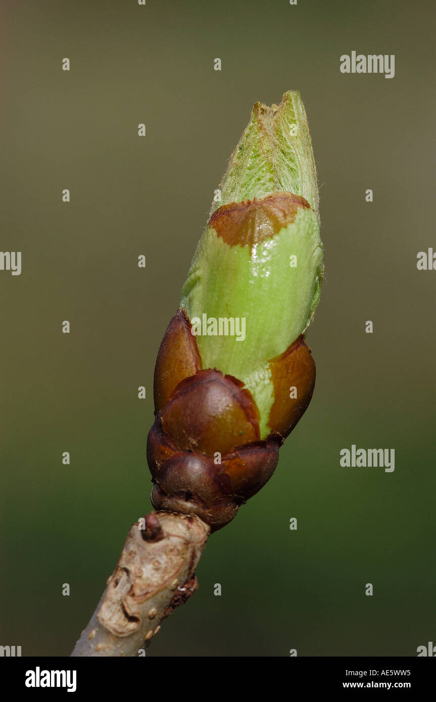 Horse Chestnut, bud (Aesculus hippocastanum Stock Photo - Alamy