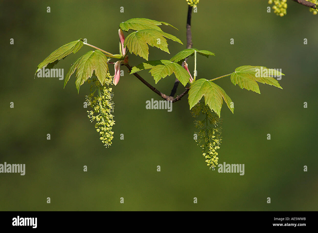 Acer pseudoplatanus blossom hi-res stock photography and images - Alamy