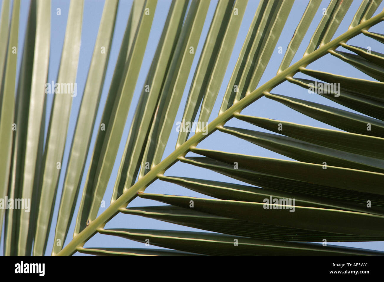 Palm leaf detail Stock Photo - Alamy
