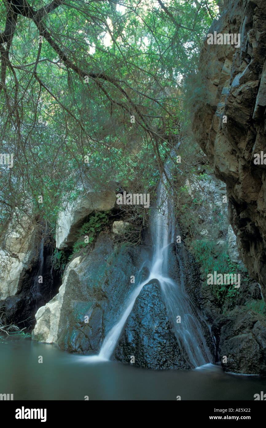 Riparian habitat at Darwin Falls Darwin Canyon Death Valley National ...