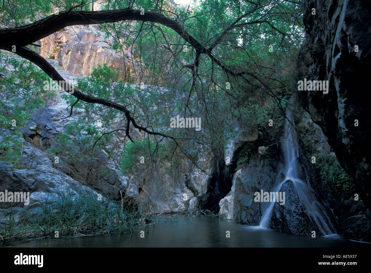 Riparian habitat at Darwin Falls Darwin Canyon Death Valley National ...