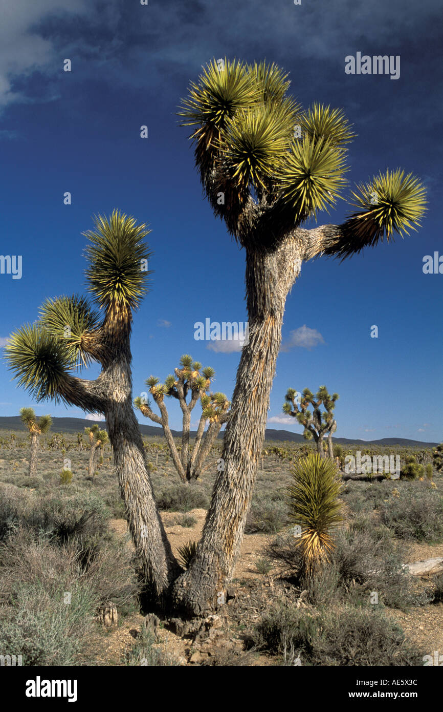 Joshua Trees at Lee Flat Death Valley National Park California Stock ...
