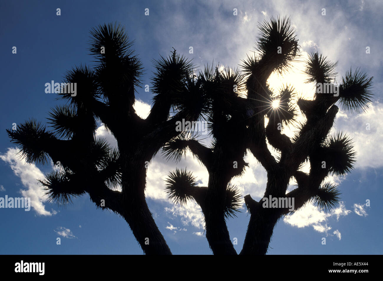 Sunstar blue sky and clouds over Joshua Tree Lee Flat Death Valley ...