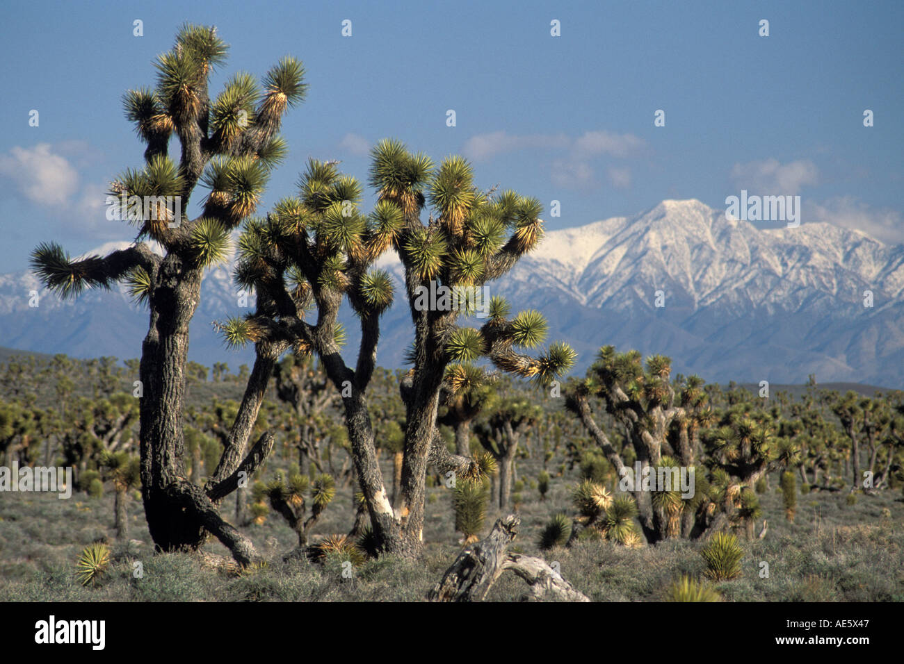 Joshua Trees and Panamint Mountains Lee Flat Death Valley National Park ...
