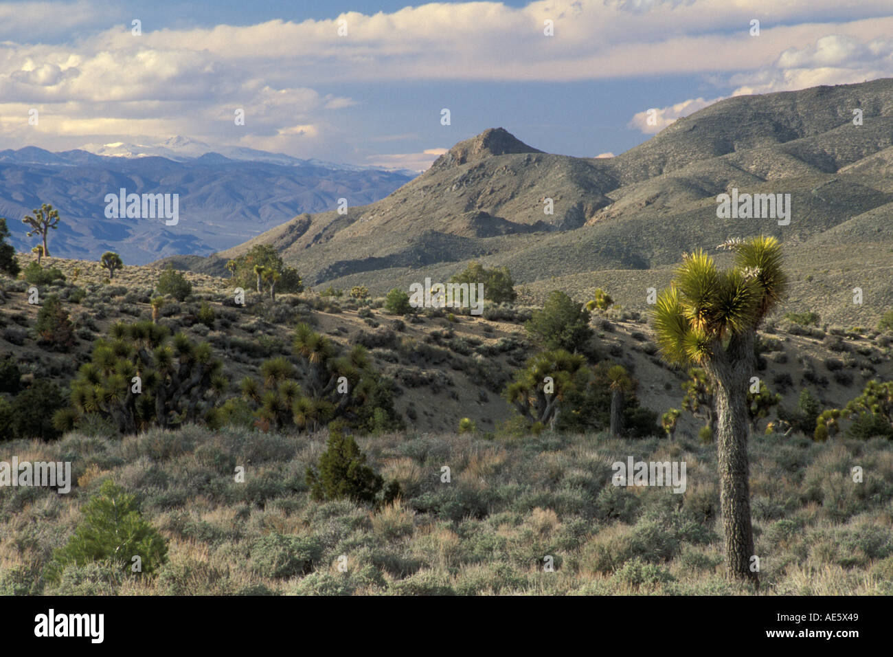 Joshua trees lee flat death hi-res stock photography and images - Alamy