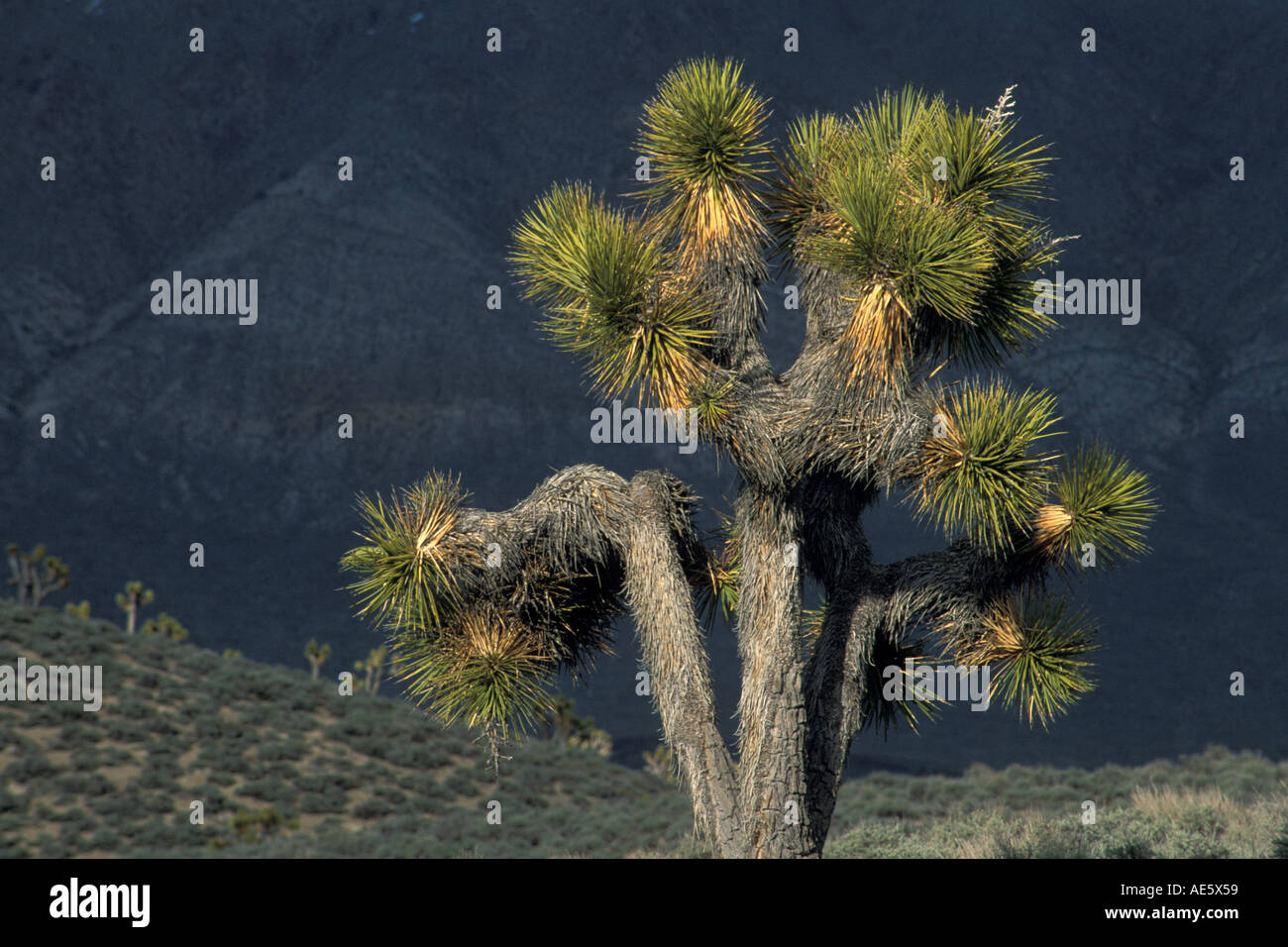 Joshua Tree at sunset Lee Flat Death Valley National Park California ...