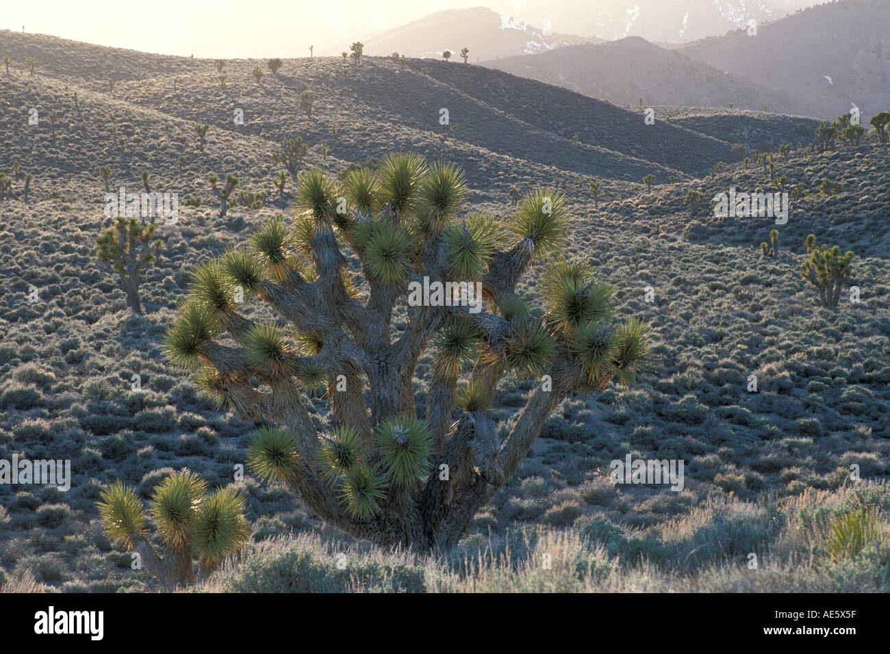 Joshua trees lee flat death hi-res stock photography and images - Alamy