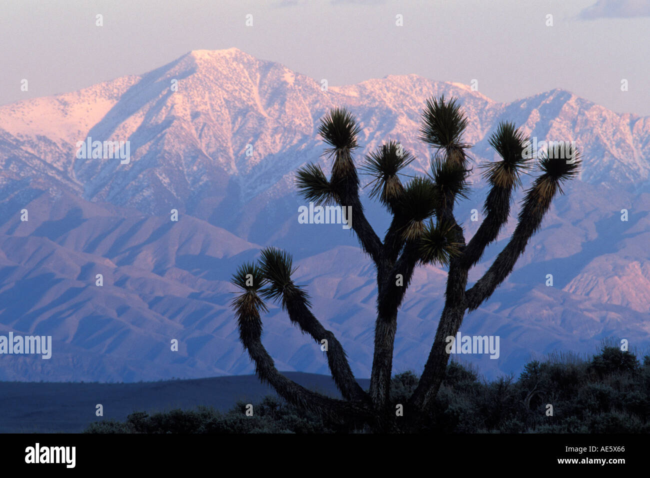 Sunset light on Telescope Peak and Joshua Tree Lee Flat Death Valley ...
