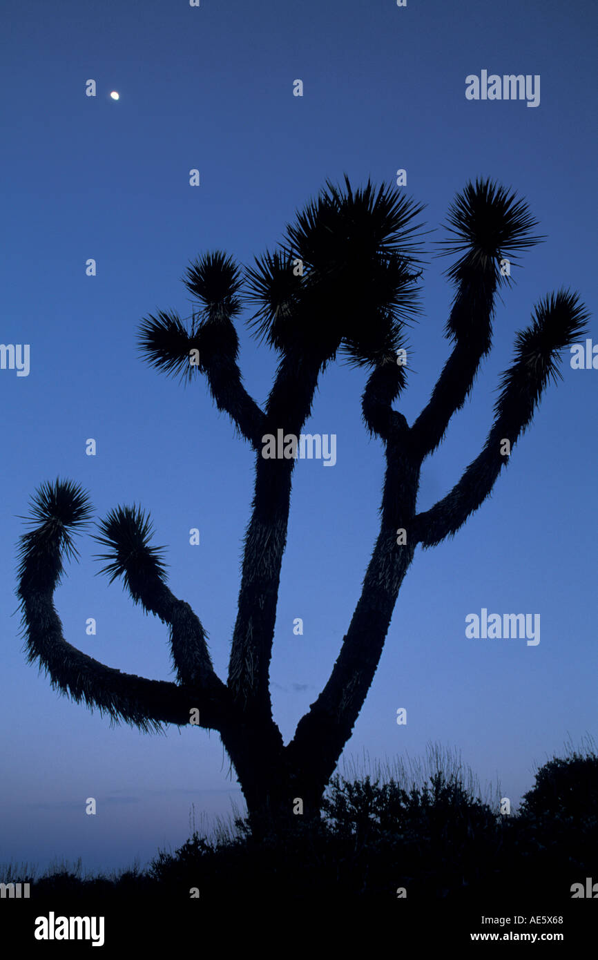 Evening light and crescent moon over Joshua Tree Lee Flat Death Valley ...