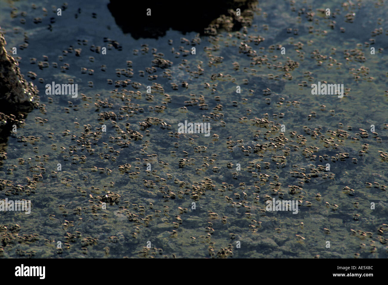 Mono Lake Alkali Flies on shoreline rocks and water South Shore Mono ...
