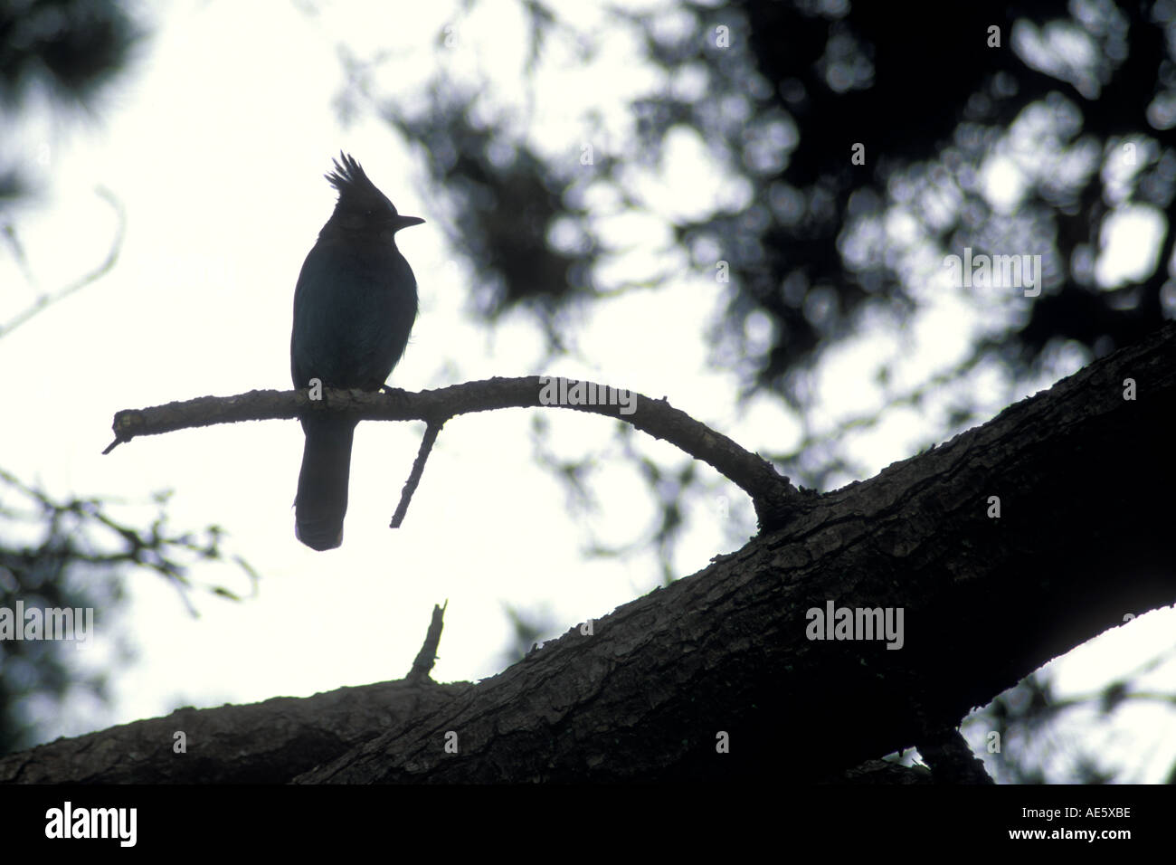 Stellar s Jay Cyanocitta stelleri in pine tree Stillwater Cove Regional ...