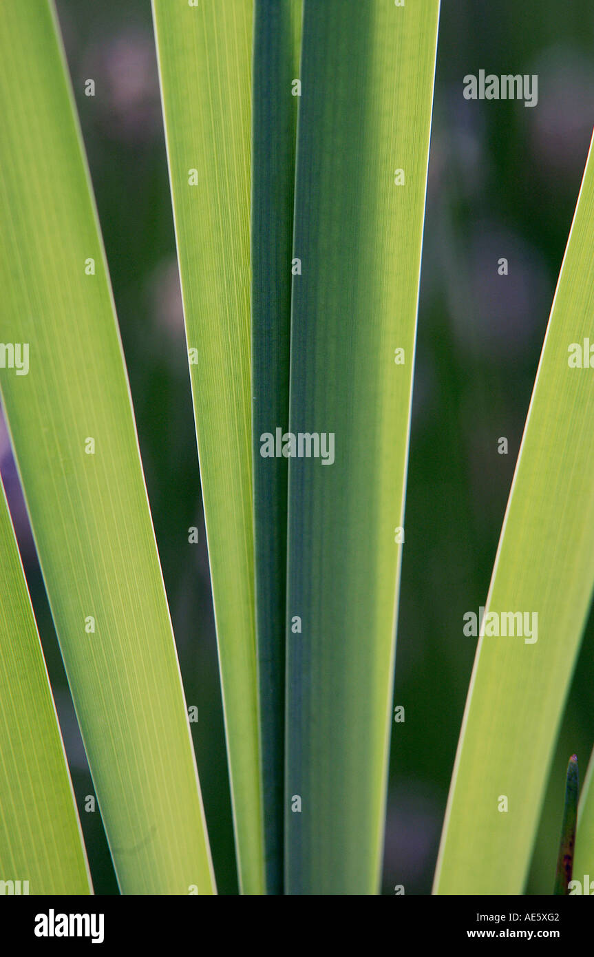 Narrow-leaf Cattail, leaves (Typha angustifolia Stock Photo - Alamy