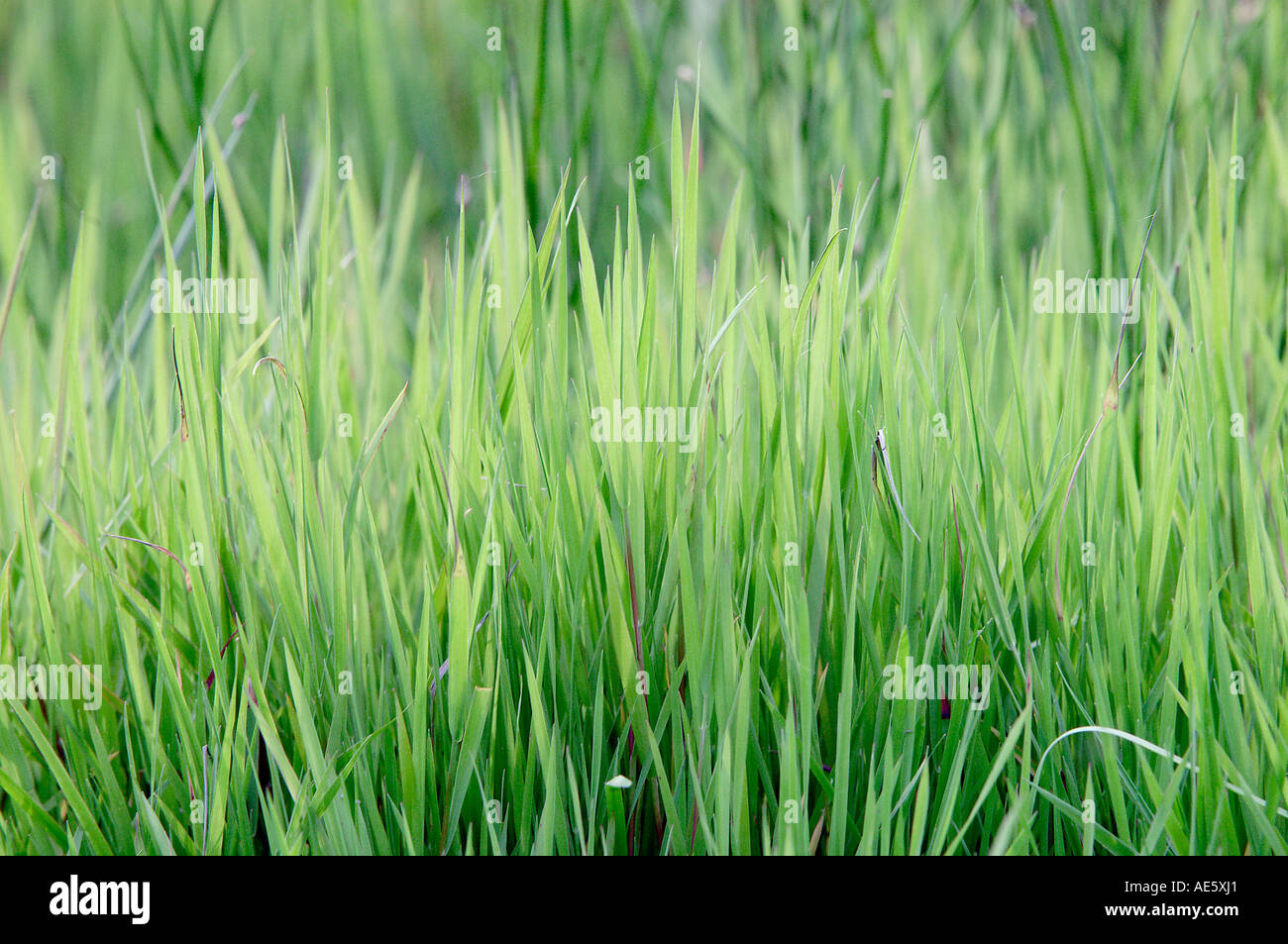 Blades of Grass Stock Photo - Alamy