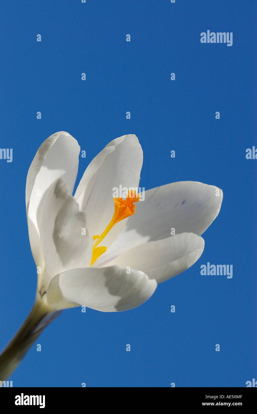 Crocus (Crocus spec Stock Photo - Alamy