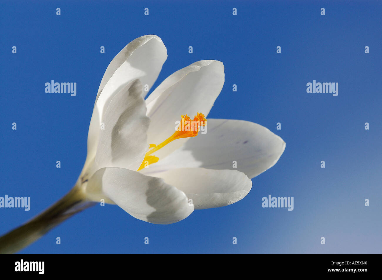 Crocus spec hi-res stock photography and images - Alamy