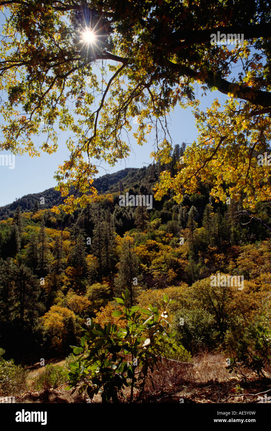 Oaks in fall hi-res stock photography and images - Alamy
