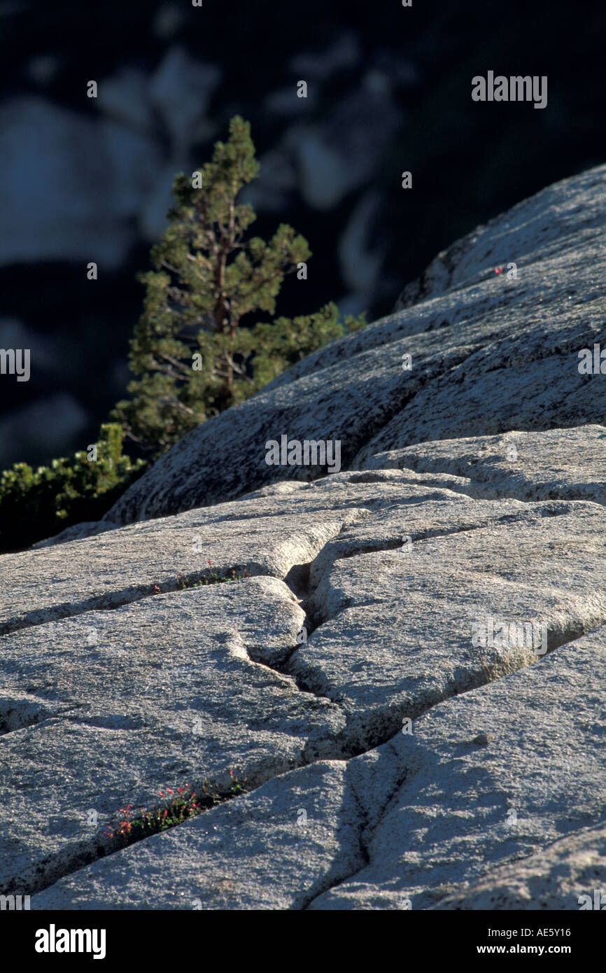 Fracture lines on granite rock at Olmsted Point Tioga Pass Road High ...