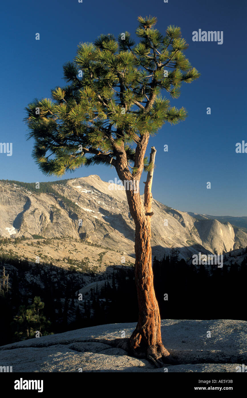 Yosemite national park olmstead point rock and pine tree hi-res stock ...
