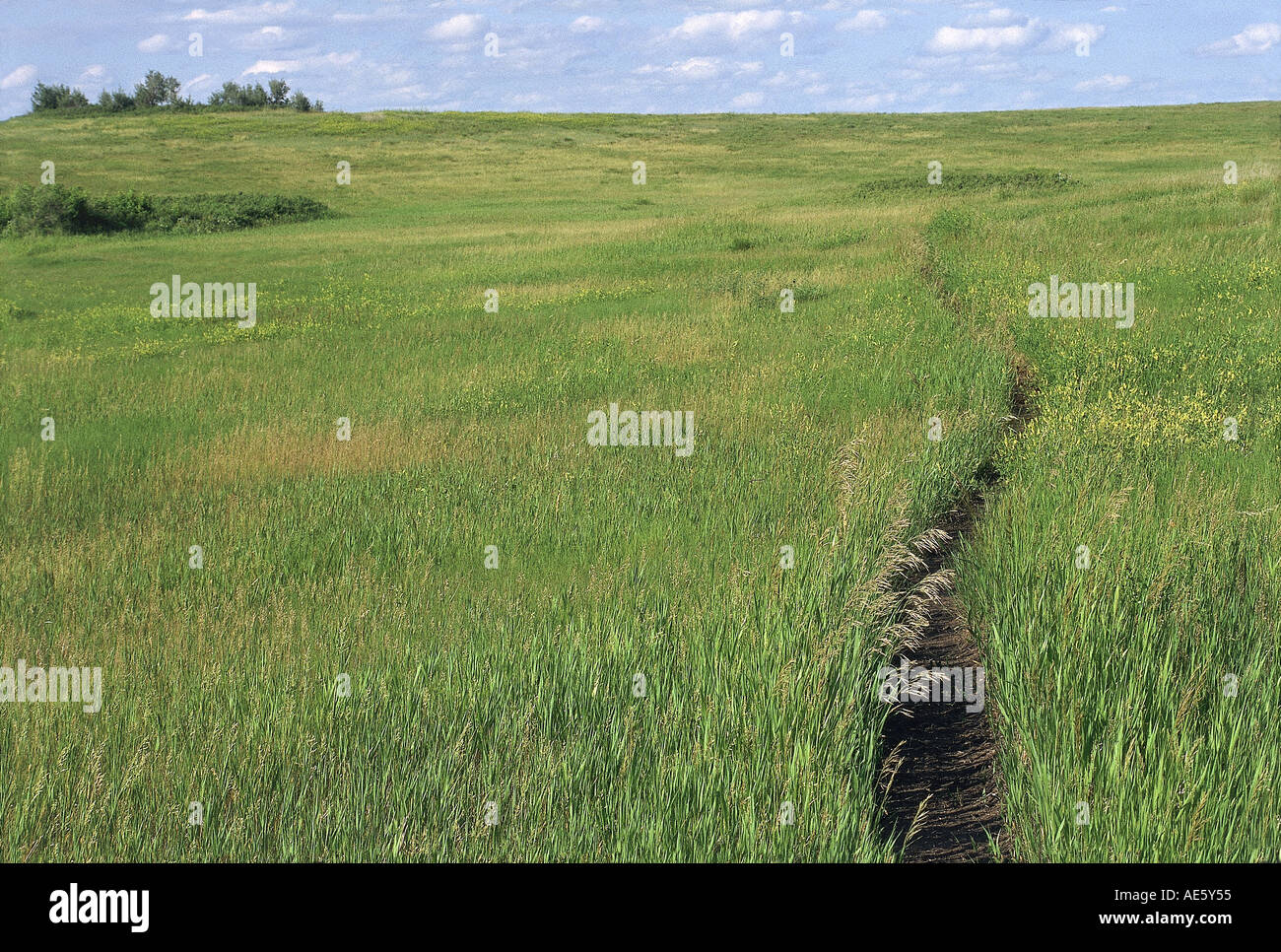 Prairie footpath on Meriwether Lewis and William Clark route near ...