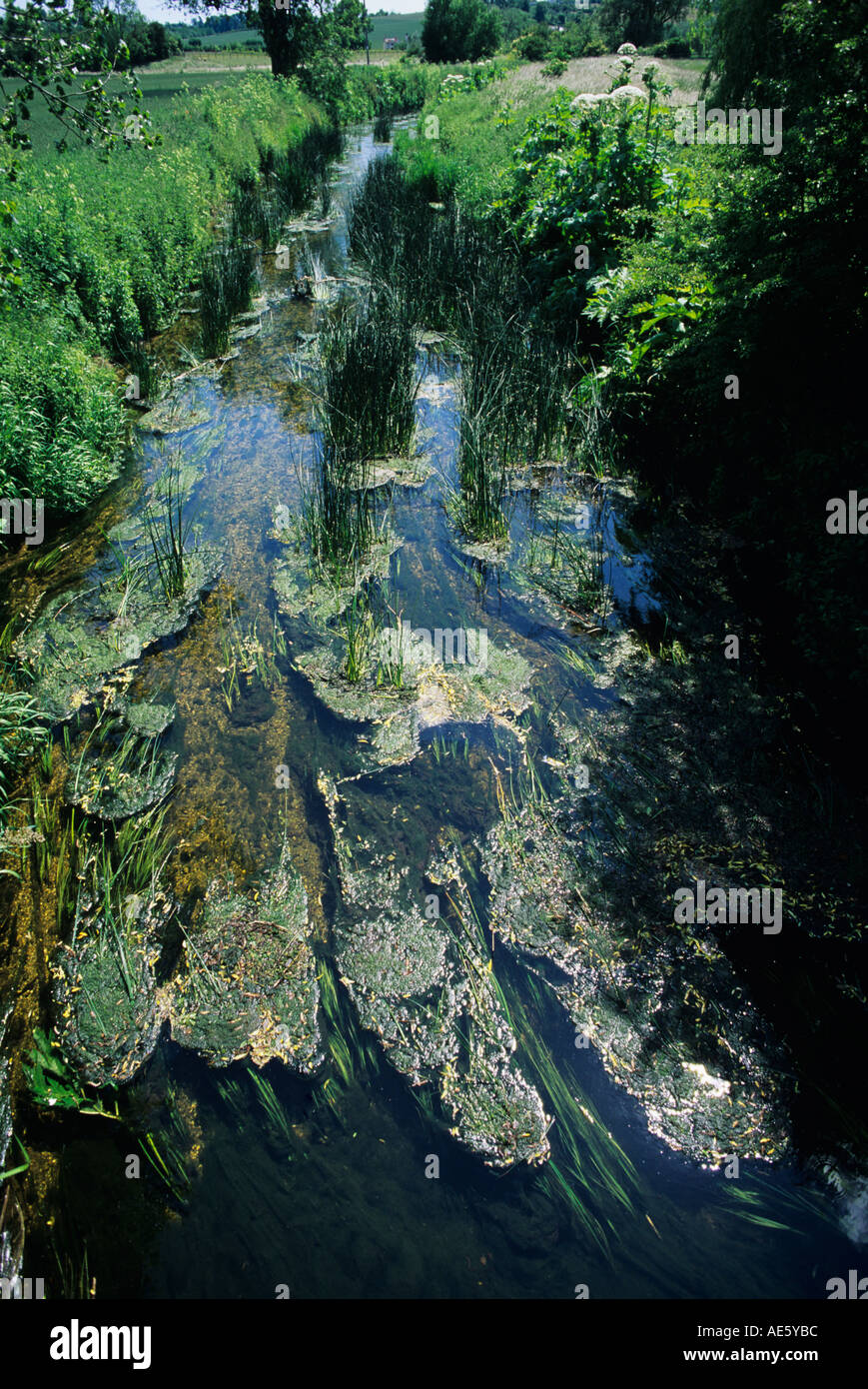 Waterplants shaped by the gentle currents of the small river Brett at ...