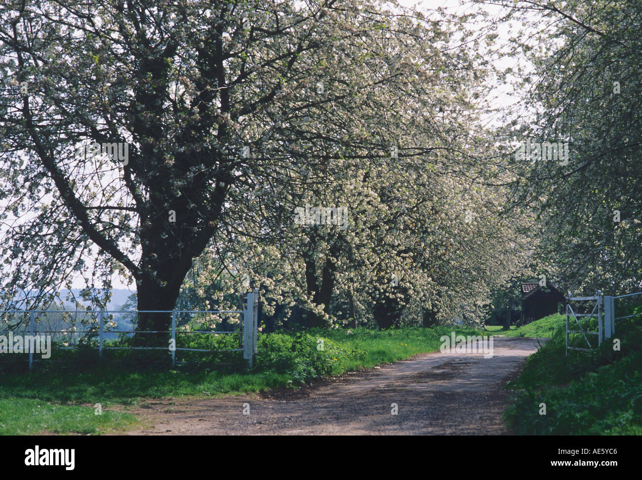 Avenue of white flowering wild Cherry Trees Stoke Tye near Stoke by ...