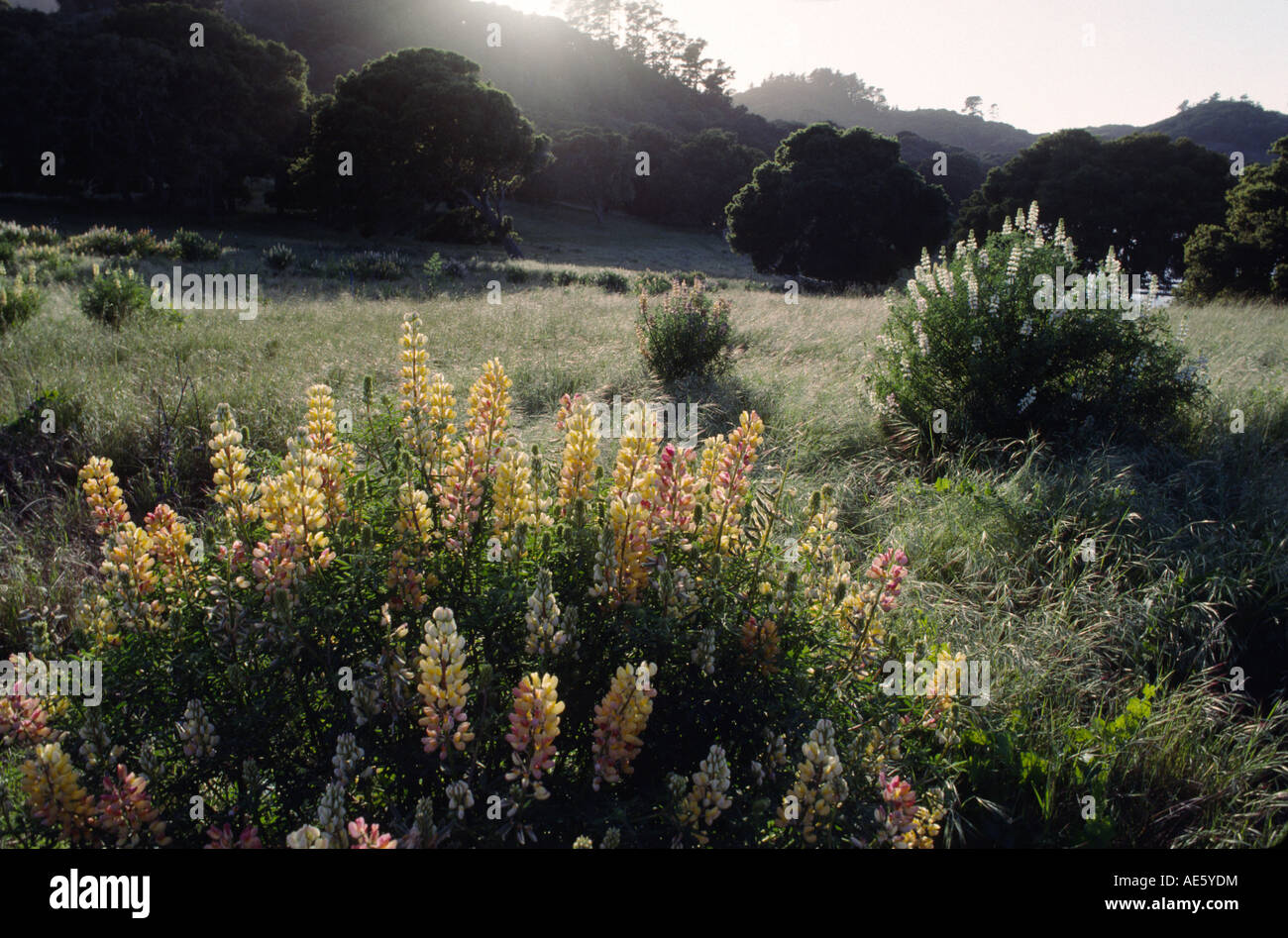 Yellow LUPINS Lupinus luteus Stock Photo - Alamy