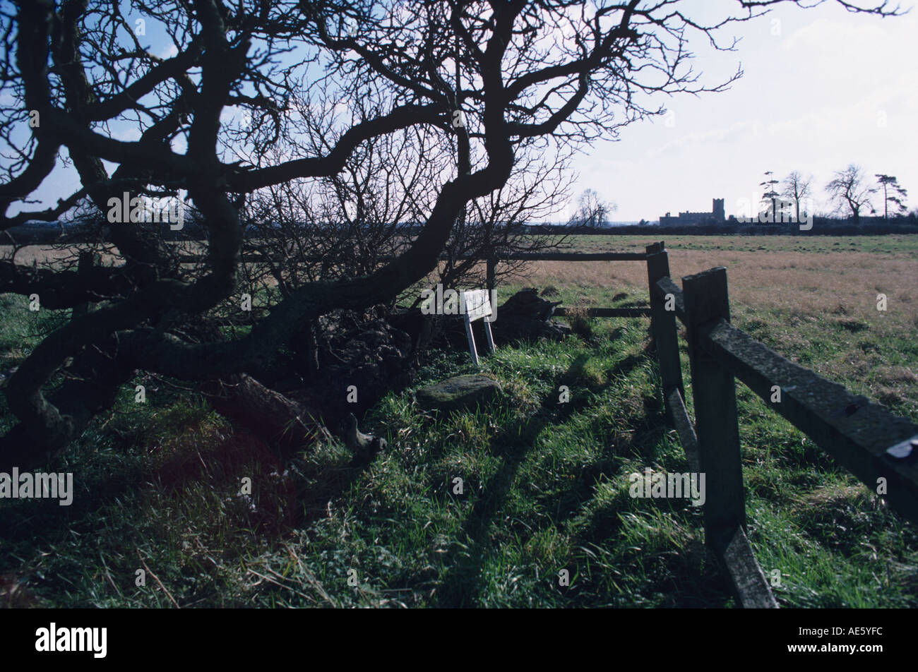 Ancient Mulberry Tree on the site of Groton Manor Home of The Winthrops ...
