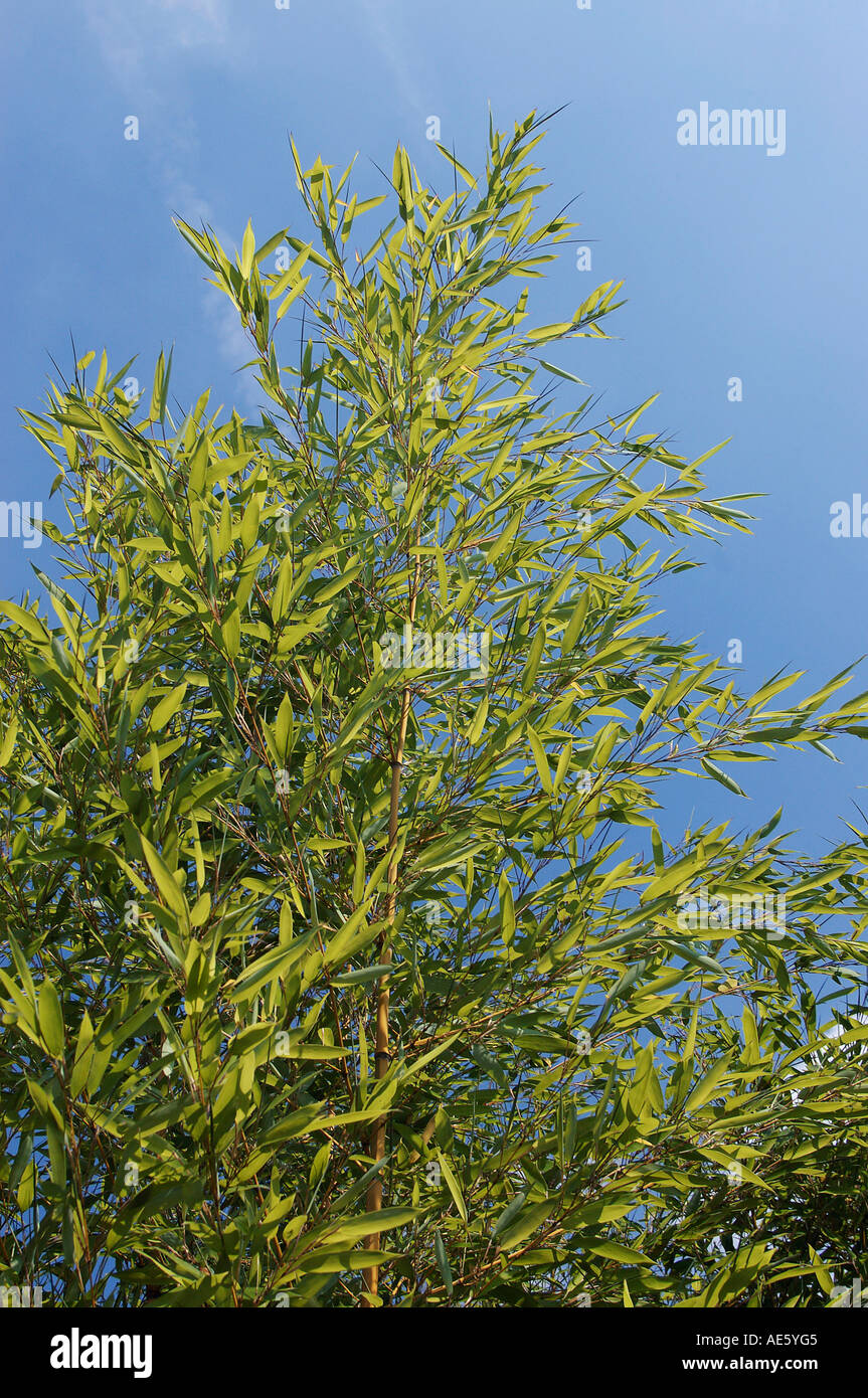 Japanese Timber Bamboo (Phyllostachys bambusoides Stock Photo - Alamy