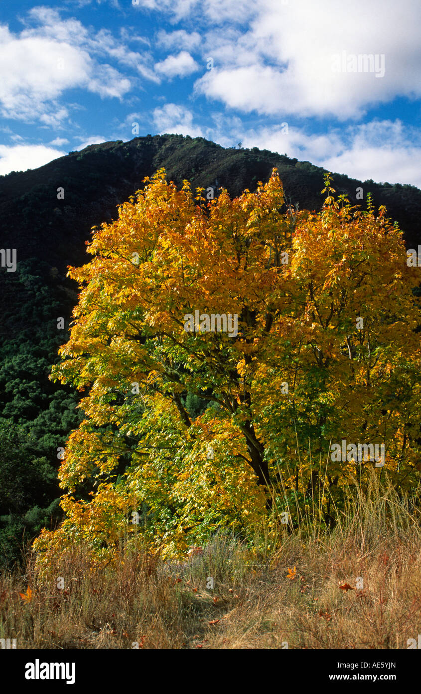 MAPLE TREE genus Acer with SPANISH MOSS Tillandsia usneoides LOS PADRES ...
