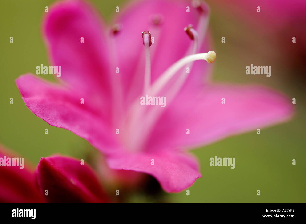 Azalea blossom (Azalea hybrida Stock Photo - Alamy