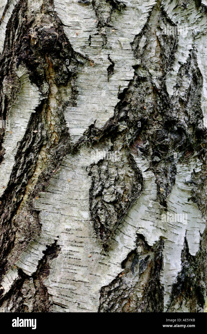 Silver Birch bark (Betula pendula Stock Photo - Alamy