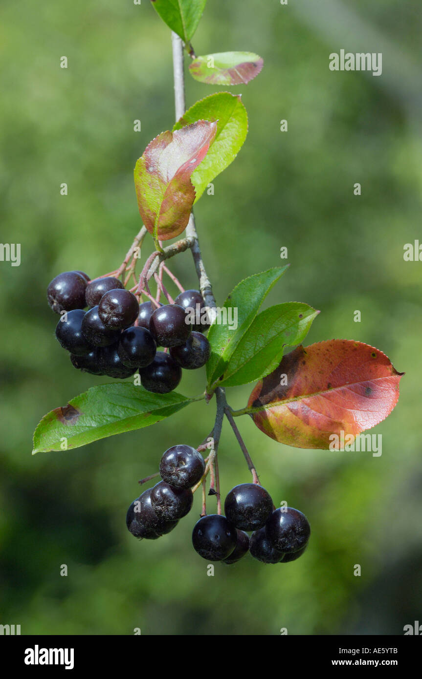 Black Chokeberry (Aronia melanocarpa Stock Photo - Alamy