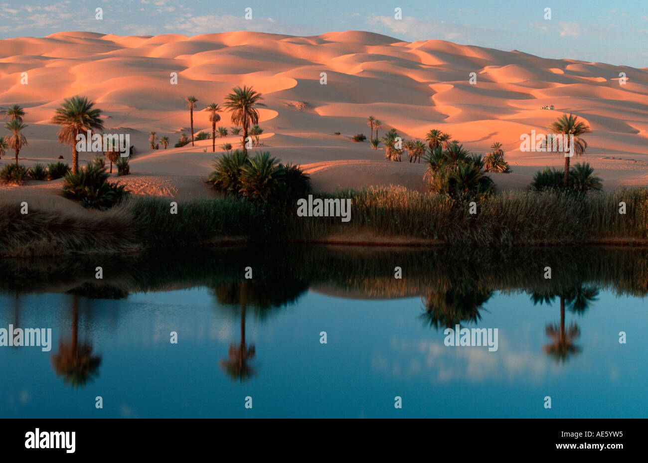 Oasis with Date Palms, Sahara, Erg Ubari, Lybia / (Phoenix dactylifera ...